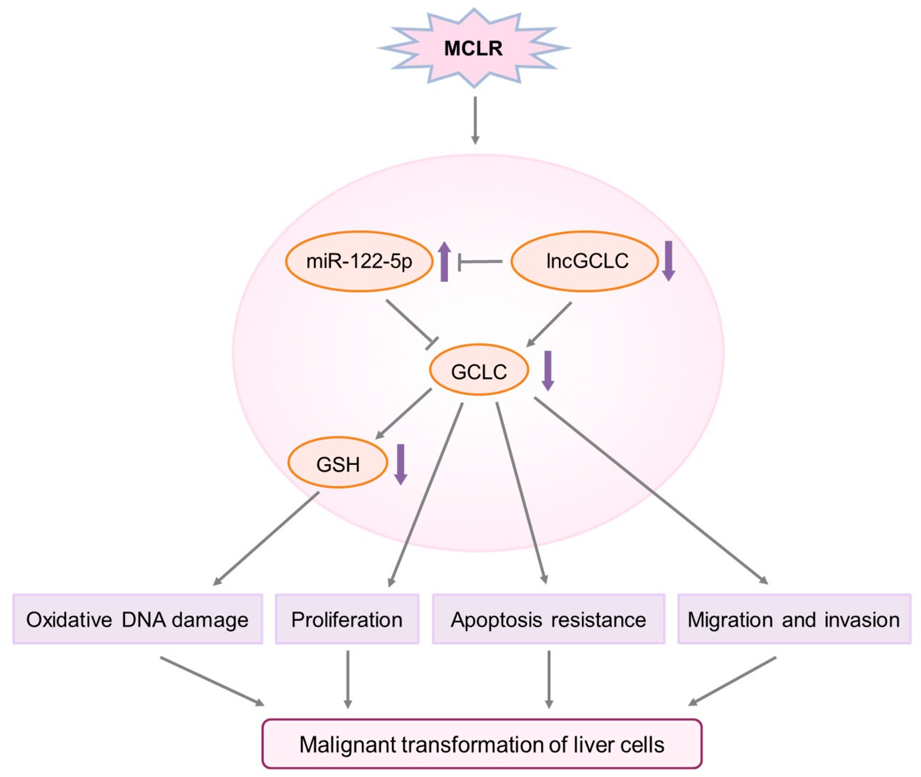 Downregulation of LncRNA GCLC-1 Promotes Microcystin-LR-Induced ...