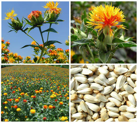 Toxics | Free Full-Text | Modeling DNA Methylation Profiles and ...