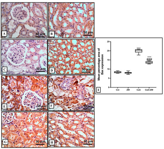 Palliative Role of Zamzam Water against Cyclosporine-Induced ...