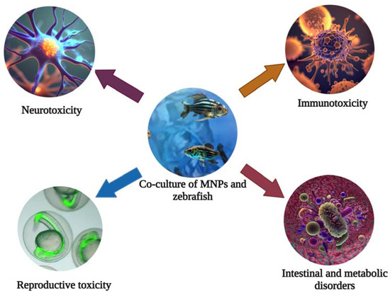 Advances in the Utilization of Zebrafish for Assessing and ...