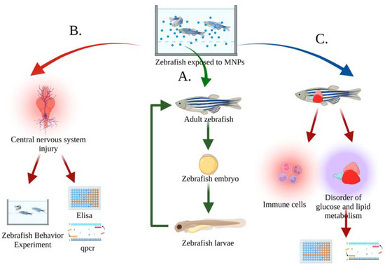Advances in the Utilization of Zebrafish for Assessing and ...