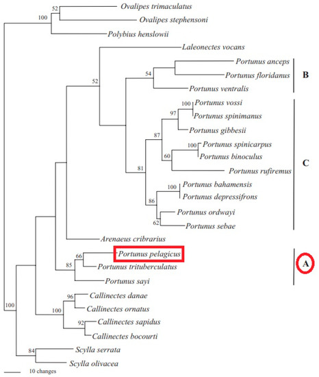 Portunus pelagicus (Linnaeus, 1758) as a Sentinel Species to Assess ...