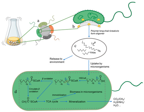 Biodeterioration of Microplastics by Bacteria Isolated from Mangrove ...