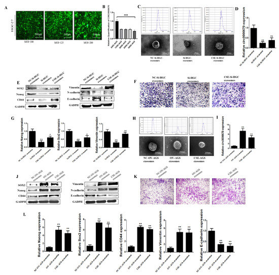 Cigarette Smoke-Induced Gastric Cancer Cell Exosomes Affected the Fate ...