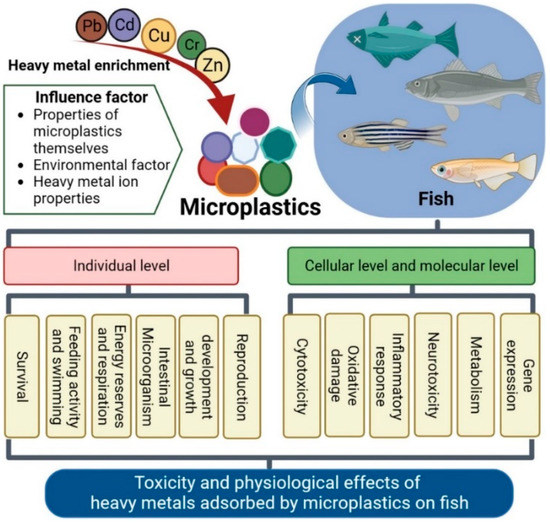 Toxics | Free Full-Text | Factors Affecting the Adsorption of Heavy Metals by Microplastics and ...
