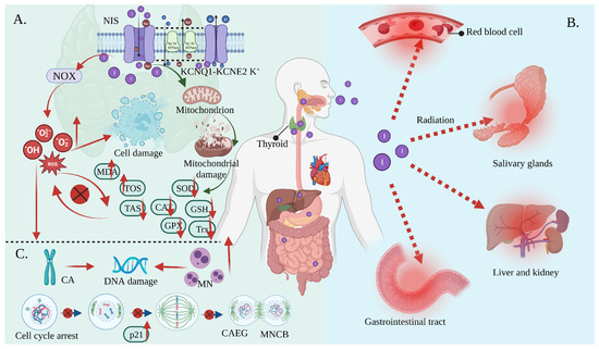 Advances in Antioxidant Applications for Combating 131I Side Effects in ...