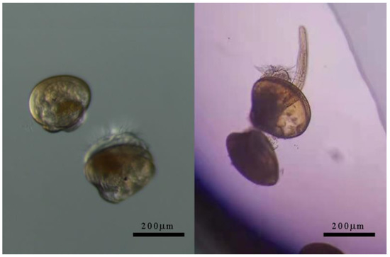Assessing the Impact of Microplastic Filaments Contaminated with PAHs ...