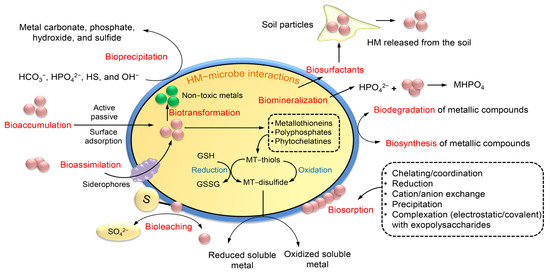 Toxicity of Heavy Metals and Recent Advances in Their Removal: A Review