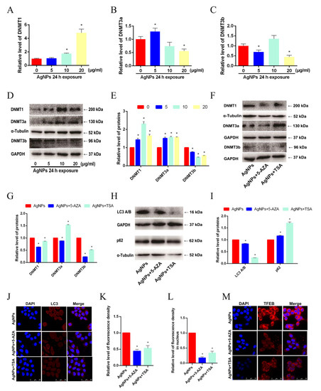 Increased DNMT1 Involvement in the Activation of LO2 Cell Death Induced ...