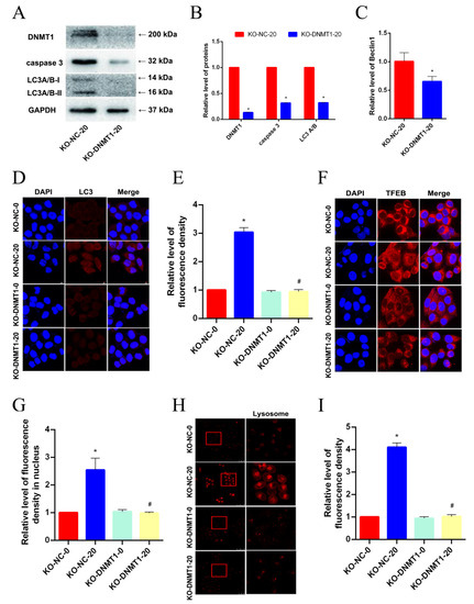 Increased DNMT1 Involvement in the Activation of LO2 Cell Death Induced ...