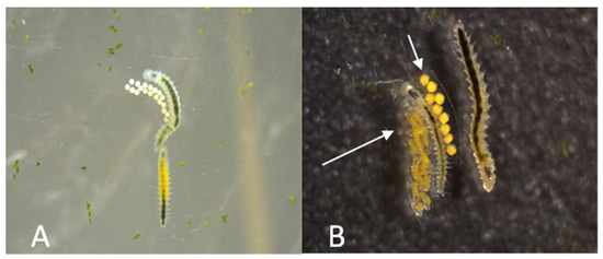Lymnaea stagnalis and Ophryotrocha diadema as Model Organisms for ...
