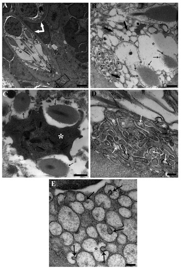 Perfluorooctanoic Acid Promotes Recruitment and Exocytosis of Rodlet ...