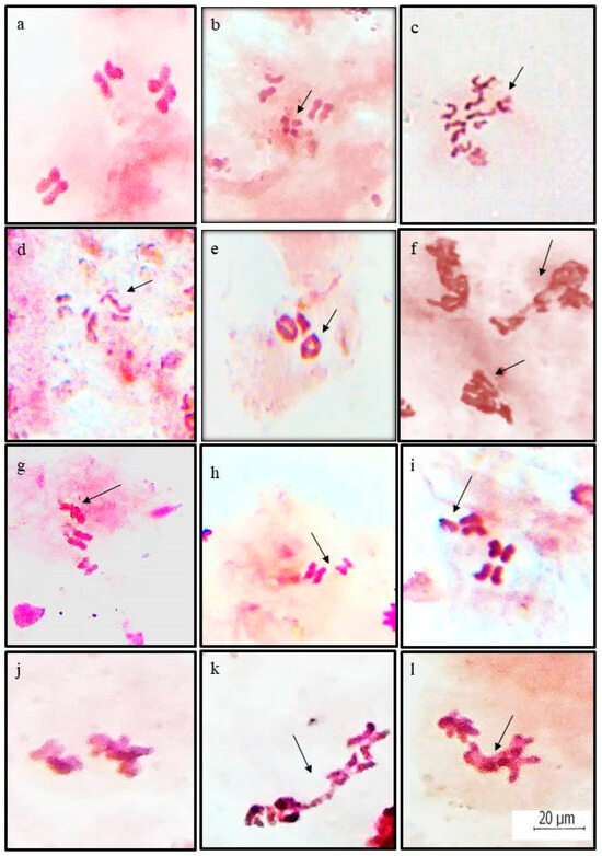 Assessment of Genotoxicity of Zinc Oxide Nanoparticles Using Mosquito ...