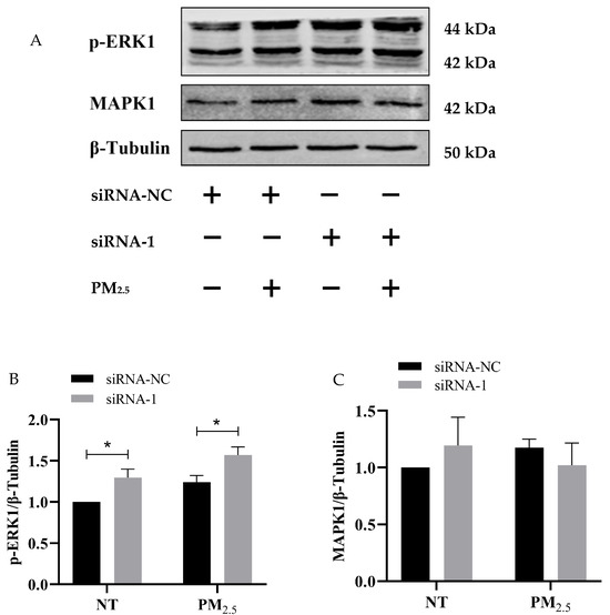 Mechanism of Interaction between hsa_circ_0002854 and MAPK1 Protein in ...