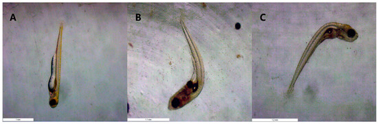 Toxics | Free Full-Text | The Developmental Toxicity and Endocrine ...