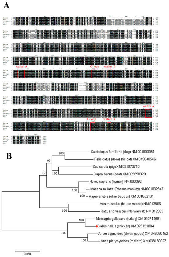 Gene Expression of Abcc2 and Its Regulation by Chicken Xenobiotic Receptor