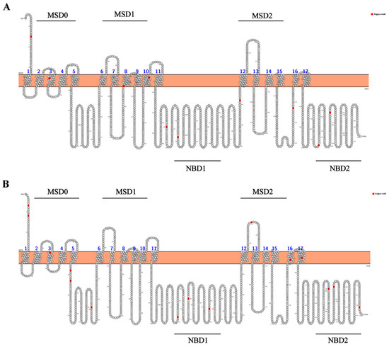 Gene Expression of Abcc2 and Its Regulation by Chicken Xenobiotic Receptor