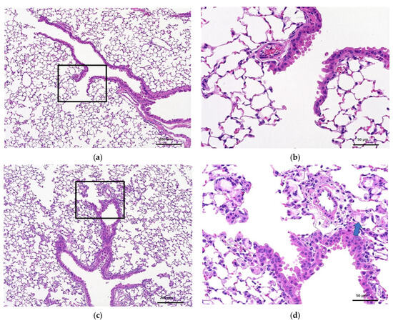 Assessing the Safety of Mechanically Fibrillated Cellulose Nanofibers ...