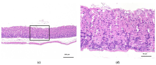 Assessing the Safety of Mechanically Fibrillated Cellulose Nanofibers ...