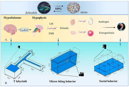 Behavioral Studies of Zebrafish Reveal a New Perspective on the ...