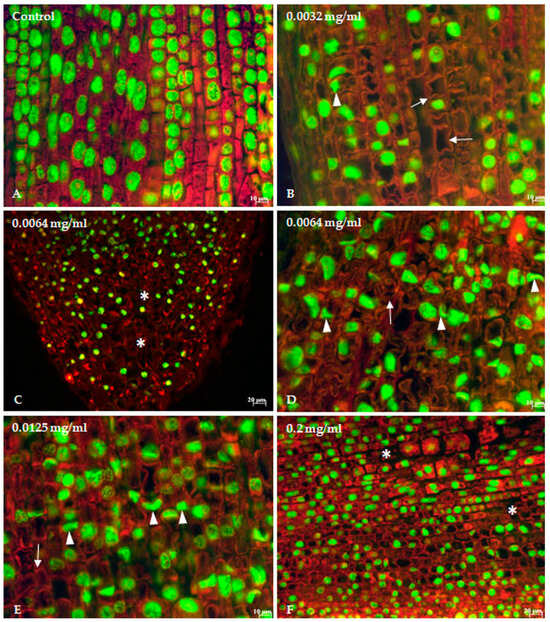 Effects of Indigo Carmine on Growth, Cell Division, and Morphology of ...