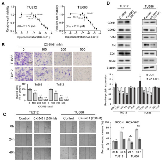 Ribosomal Dysregulation in Metastatic Laryngeal Squamous Cell Carcinoma ...