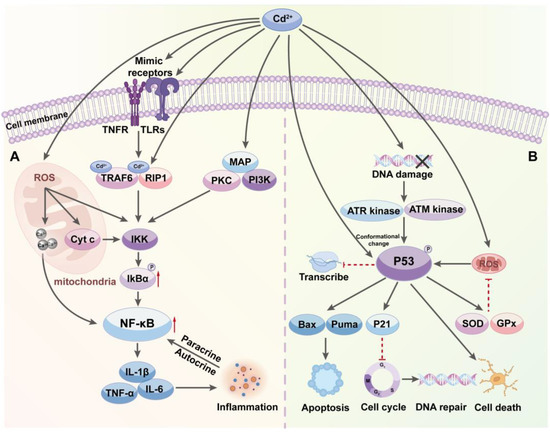 Cadmium Exposure: Mechanisms and Pathways of Toxicity and Implications for Human Health
