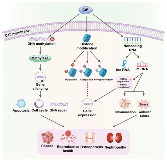 Cadmium Exposure: Mechanisms and Pathways of Toxicity and Implications ...