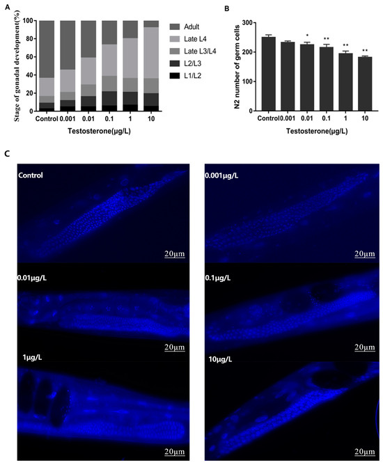 Toxics Free Full Text Testosterone Mediates Reproductive Toxicity