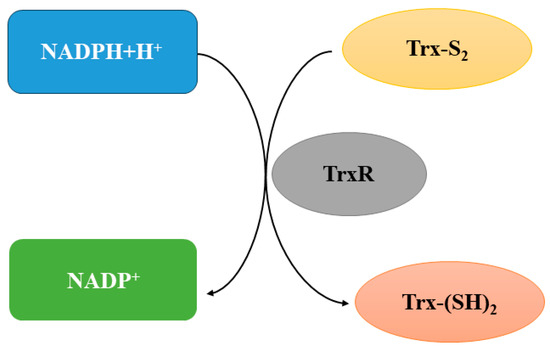 Progress in Research on the Role of the Thioredoxin System in Chemical ...