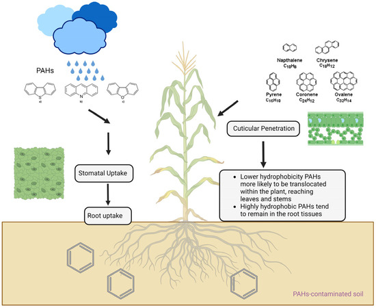 Plant Defense Mechanisms against Polycyclic Aromatic Hydrocarbon ...