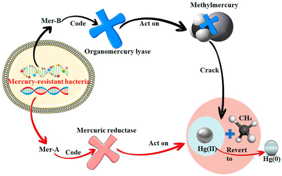 Overview of Methylation and Demethylation Mechanisms and Influencing ...