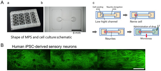 Development of a Novel Microphysiological System for Peripheral ...