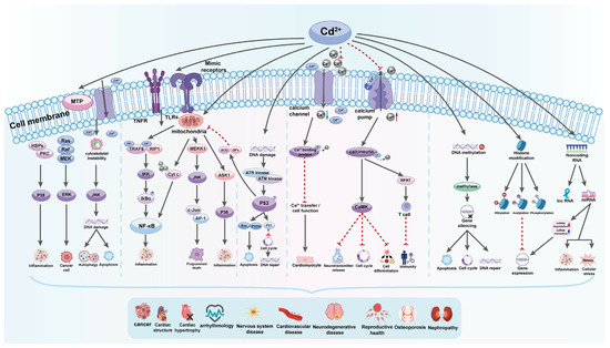 The Mechanisms of Cadmium Toxicity in Living Organisms