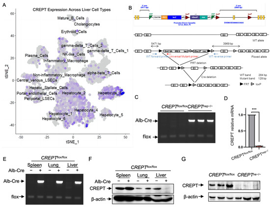 Cell-Cycle-Related and Expression Elevated Protein in Tumor Upregulates ...