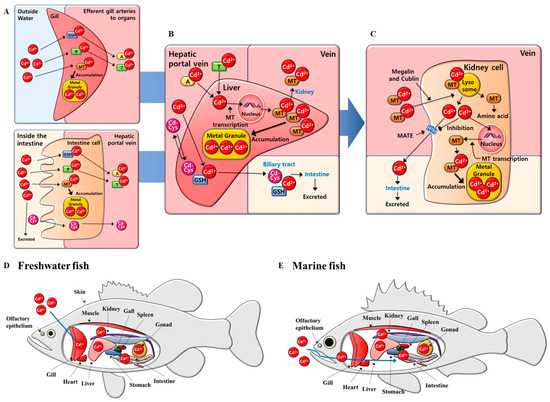Review of Cadmium Bioaccumulation in Fish Exposed to Cadmium