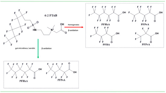 Bioaccumulation, Biotransformation and Oxidative Stress of 6:2 ...