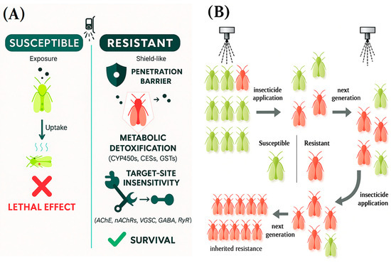 Mechanisms and Genetic Drivers of Resistance of Insect Pests to ...
