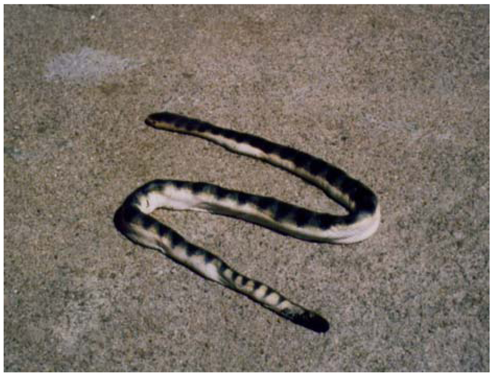 Toxins | Special Issue : Neurotoxins of Biological Origin