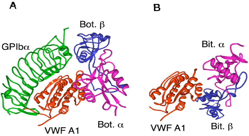Structure and Function of Snake Venom Proteins Affecting Platelet Plug ...
