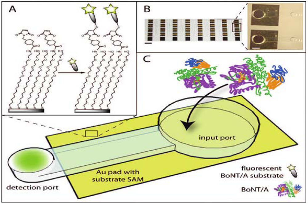 Sensing the Deadliest Toxin: Technologies for Botulinum Neurotoxin Detection