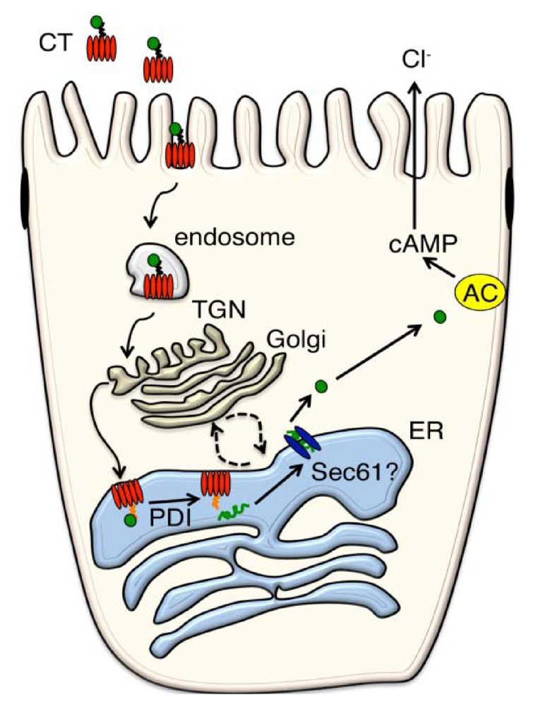 Cholera Toxin: An Intracellular Journey into the Cytosol by Way of the ...