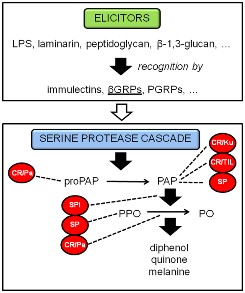 Venom Proteins of the Parasitoid Wasp Nasonia vitripennis: Recent ...