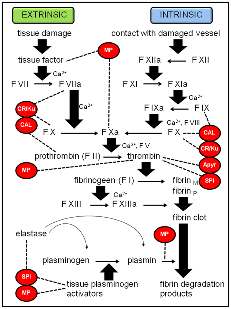 Venom Proteins of the Parasitoid Wasp Nasonia vitripennis: Recent ...
