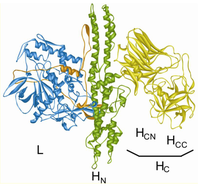 Toxins | Free Full-Text | Clostridial Neurotoxins: Mechanism of SNARE ...