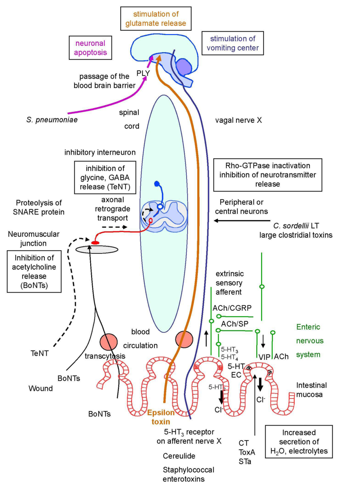 Toxins | Special Issue : Neurotoxins of Biological Origin