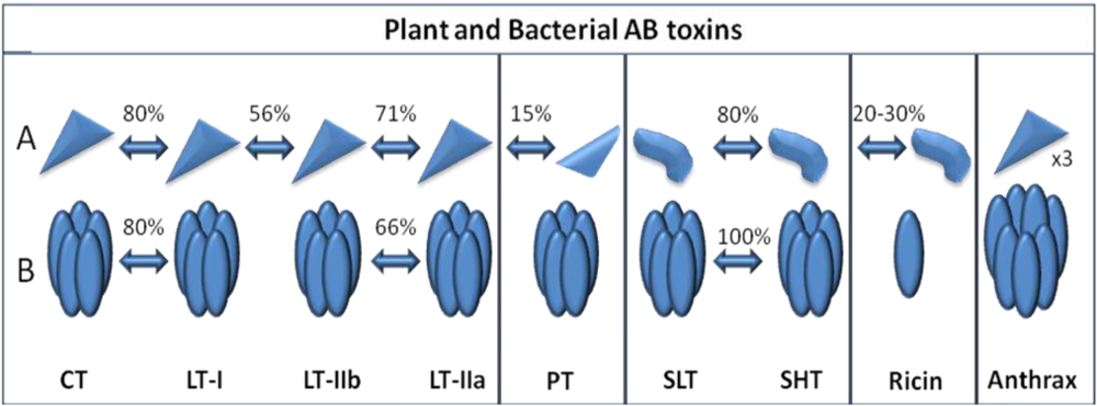 Toxins | Free Full-Text | AB Toxins: A Paradigm Switch from Deadly to ...