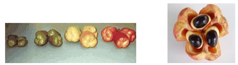 Toxins | Free Full-Text | Naturally Occurring Food Toxins