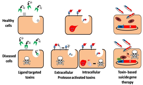Toxins | Free Full-Text | Toxin-Based Therapeutic Approaches