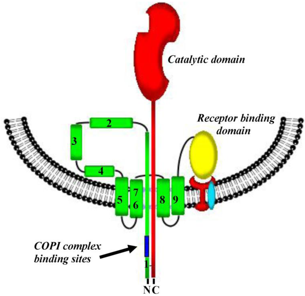 Mechanism of Diphtheria Toxin Catalytic Domain Delivery to the ...